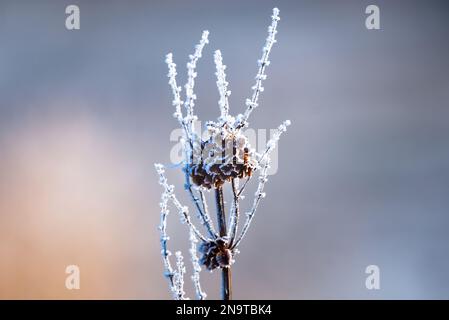A minimalist image of a beautifully withered flower covered in frost ...