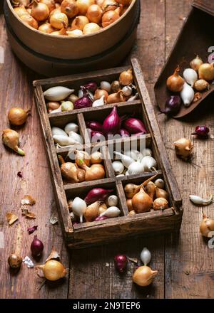 Small yellow onions for planting in ground, growing vegetables. Studio ...