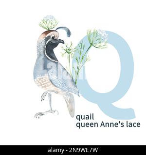 Letter Q, quail, cute kids animal ABC alphabet. Watercolor illustration ...