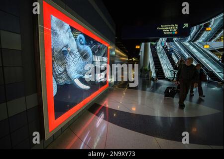 An elephant awareness poster is displayed in an airport; Chicago ...