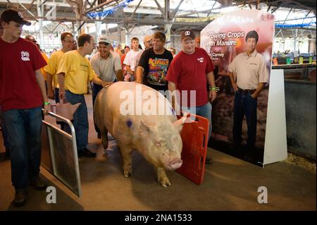 In the Big Boar contest, a hog wins a contest with the record weight of ...