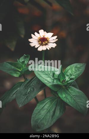 A selective focus of an orange zinnia flower Stock Photo - Alamy