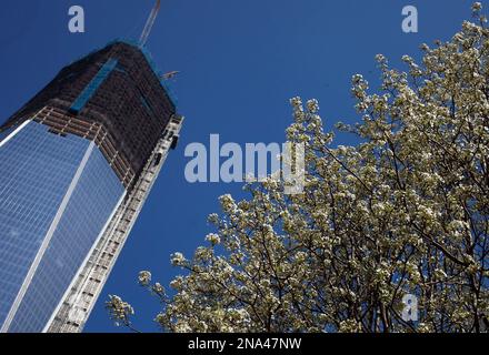 callery pear survivor tree at the national september 11th memorial site ...