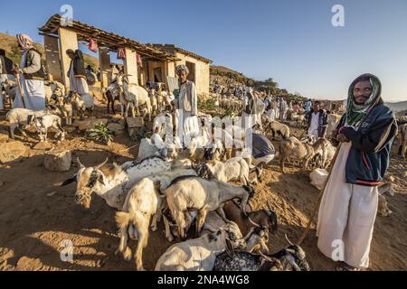 Goat herders with their goats at the Monday livestock market; Keren, Anseba Region, Eritrea ...