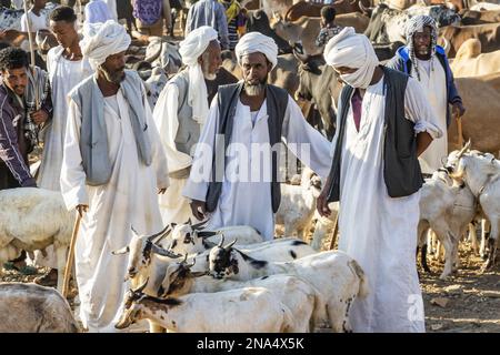 Goat herders with their goats at the Monday livestock market; Keren, Anseba Region, Eritrea ...