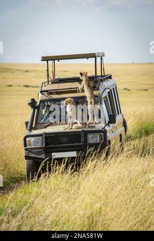 Cheetah cub sits in grass looking right Stock Photo - Alamy