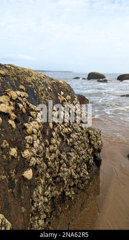 oyster clams and barnacles on the edge of a rock in a beach at low tide ...