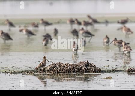 A Common Snipe near a mud in wet land Stock Photo - Alamy