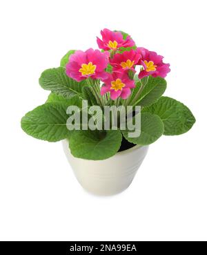 Beautiful potted primula flowers isolated on white Stock Photo - Alamy