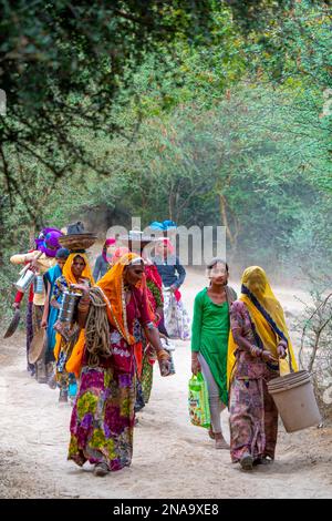India, Rajasthan, Nimaj village around Jodhpur, Rabari shepherd Stock ...