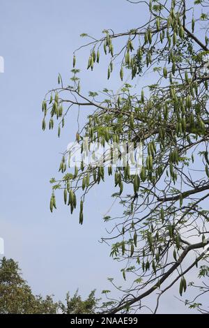 The tree and the cotton-like fluff obtained from its seed pods are ...