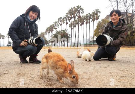 People enjoy with rabbits at Okunoshima (Usagi Shima / Rabbit Island ...