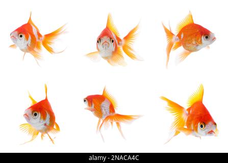 Beautiful bright small goldfish on white background, collage. Banner ...