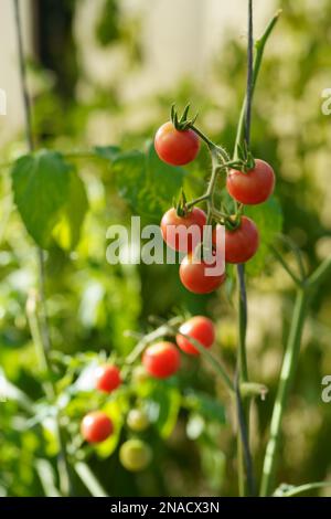 Delicious red tomatoes hanging on the vine of a tomato plant Stock ...