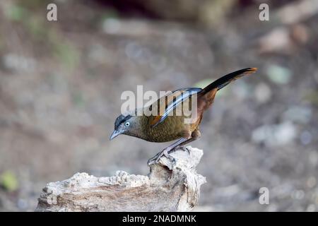 Blue Winged Laughingthrush Stock Photo - Alamy