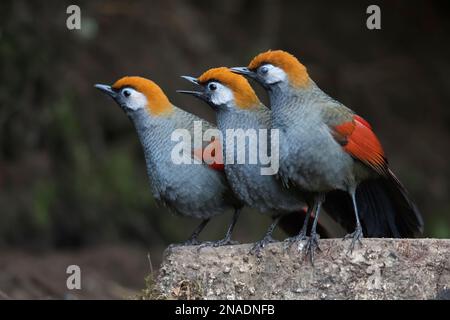red-tailed laughingthrush, Trochalopteron milnei Stock Photo - Alamy