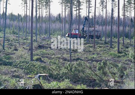 red forest machine forwarder working in cutting area Stock Photo - Alamy