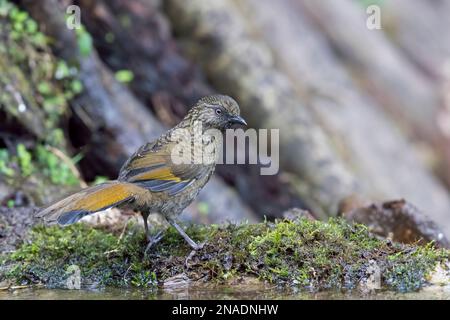 Scaly Laughingthrush (Trochalopteron subunicolor), Gaoligongshan ...