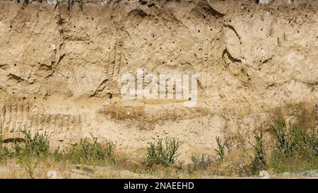 Loam wall with Bee Eater nest Stock Photo - Alamy