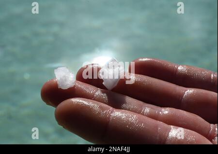 Man holding salt harvested from a salty source in Salies-de-Béarn ...