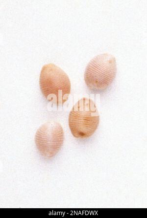 Four cowrie shells Stock Photo - Alamy