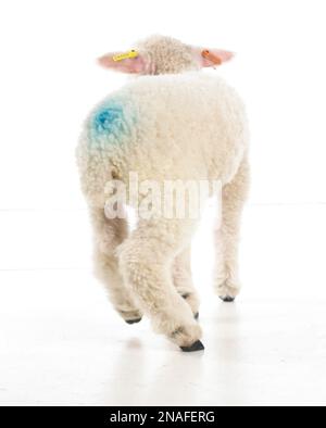 Lamb, Romney sheep, 4-week-old male Stock Photo - Alamy