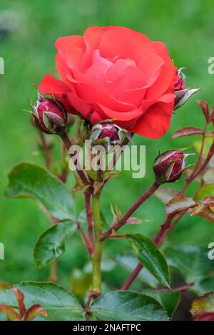 Rosa `Trumpeter Mactru` Stock Photo - Alamy