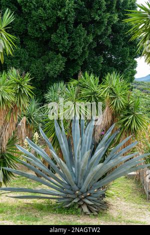 An espadin maguey, Agave angustifolia, in a garden in San Agustin Etla ...