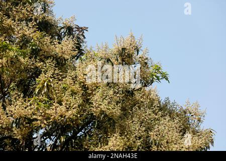 Dhaka, Bangladesh - February 13, 2023: The mango bouquet or mango ...