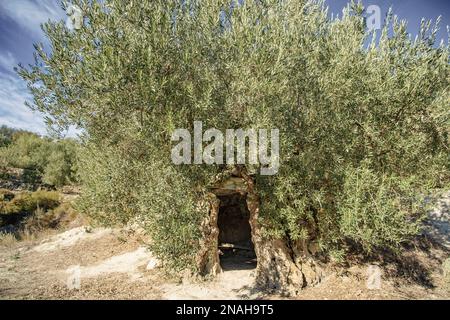 Three thousand year old olive tree, Olivastri millenari, Sardinia ...