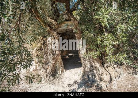 the olive tree in the province of Alicante, Spain Stock Photo - Alamy