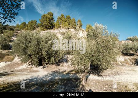 Three thousand year old olive tree, Olivastri millenari, Sardinia ...