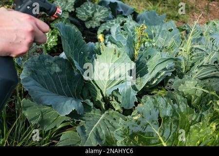 Natural cabbage treatment, spraying a natural mixture on the foliage to ...