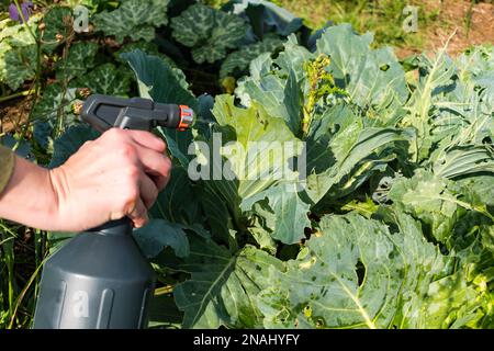 Natural cabbage treatment, spraying a natural mixture on the foliage to ...