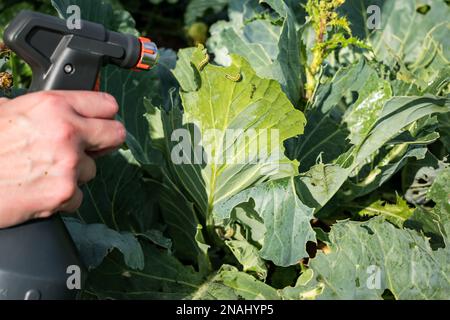 Natural cabbage treatment, spraying a natural mixture on the foliage to ...