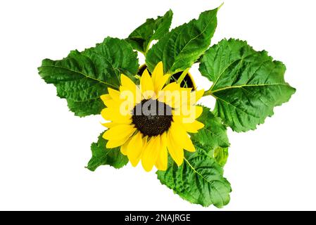 top view of potted flowering sunflower isolated on white background ...