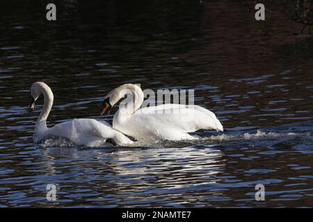 The courtship displays of the monogamous Mute Swan enforces the pairs ...