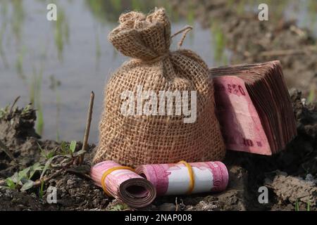 money bag on paddy farm are cash crops Stock Photo - Alamy