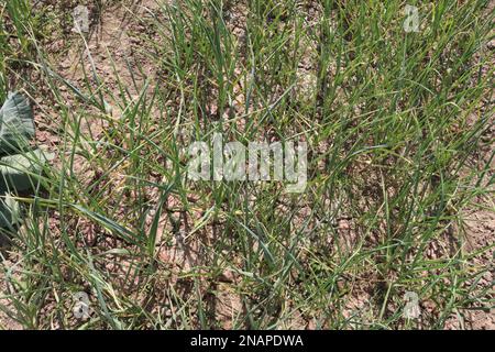 tasty and healthy green garlic farm for harvest are cash crops Stock ...
