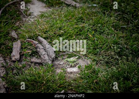 Picture of a common toad, green and grey, hiding in the grass ...