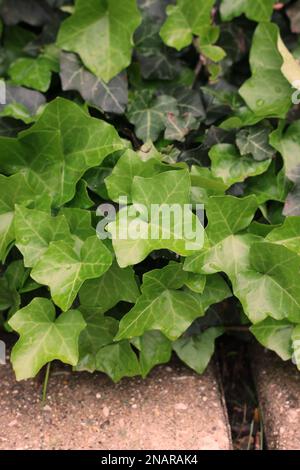 Typical common vine plants and leaves growing in the fields Stock Photo ...