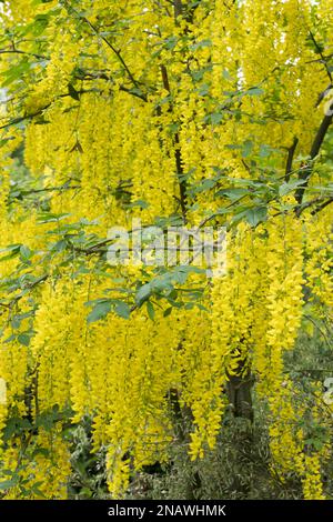 Laburnum growing in an English country garden, England Stock Photo - Alamy