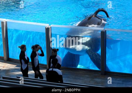 Trainers with Killer Whales at Seaworld San Diego, California Stock ...