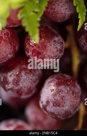 Macro Photos of grapes. Close-Ups shots of grapes Stock Photo - Alamy