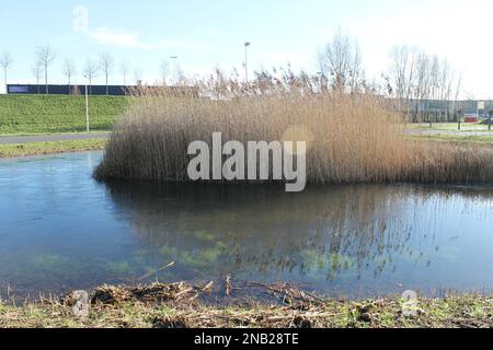 Crispy water around the bush Stock Photo - Alamy