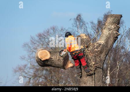 Holt Farm Oak Tree being chopped down following extended protests ...