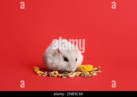 Cute funny pearl hamster eating on white background Stock Photo - Alamy
