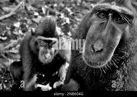 A curious Sulawesi black-crested macaques (Macaca nigra) is ...