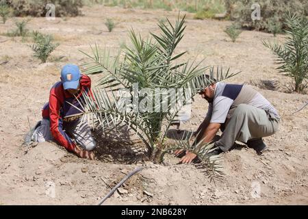 Date palm trees on iraqi postage stamp Stock Photo - Alamy