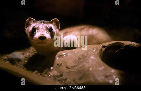 Black-footed Ferret Festival. Badlands National Park commemorated the ...